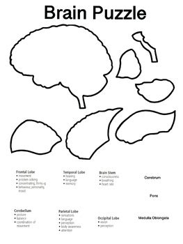Brain Diagram Puzzle By Pawsitive Teaching Tpt