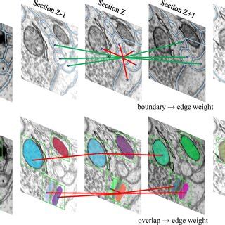 Examples Of Graph Construction Top Neuron Graph Neighborhood Of A Download Scientific Diagram