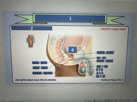 Bio 142 Male Reproductive System Lab Flashcards Quizlet