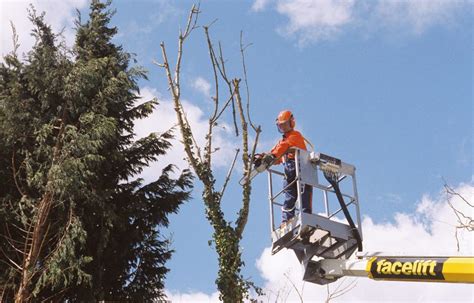 How Much Does Tree Trimming Cost