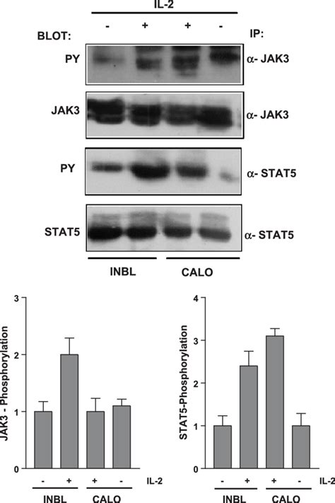 Il 2 Enhances Phosphorylation Of Jak3 And Stat5 Inbl And Calo Cells