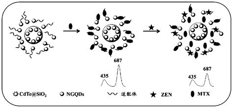 Preparation Method Of Ratiometric Fluorescent Aptamer Sensor For Detecting Zearalenone Eureka