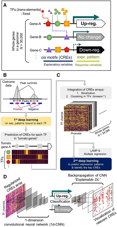 The Plant Cell 基于深度学习的基因表达模式预测 知乎