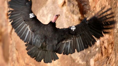 Surprise California Condors Can Reproduce Without Having Sex