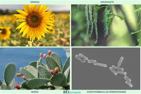 Autótrofos Qué Son Tipos Y Ejemplos Resumen