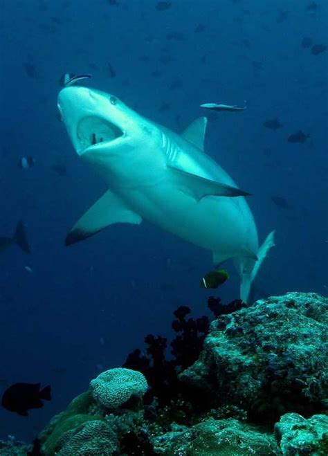 Buceo En Maldivas Vida A Bordo Naturtrek