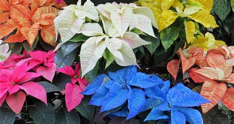 Holiday Colors Poinsettias Come In Many Colors These Days Flickr