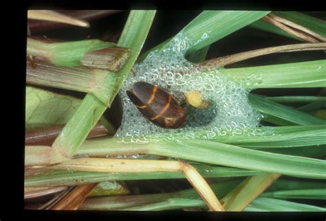 Eeny 790in1369 Two Lined Spittlebug Prosapia Bicincta Say Insecta