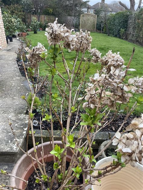 Hydrangea Pruning Help Rgardeninguk