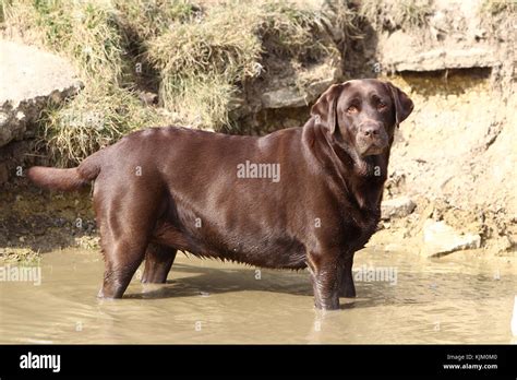 Chocolate Lab Overweight At Booker Zuniga Blog