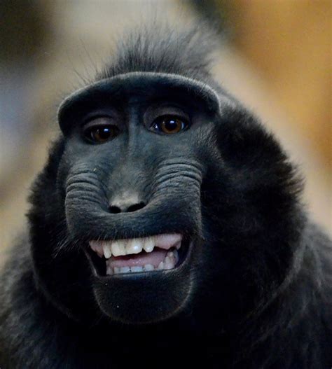 Monkey Primates Creepy Images Monkey