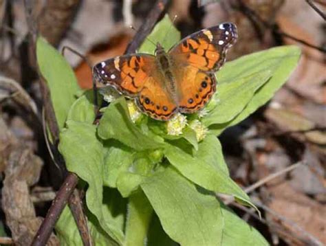 Pollinator Migration Who Stays And Who Goes Green Bay Botanical Garden