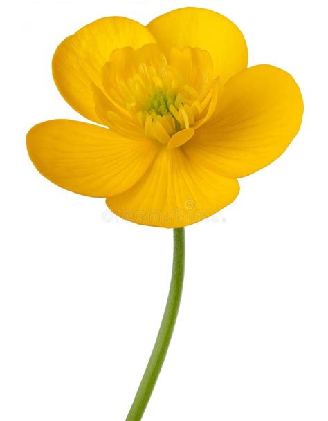 Vibrant Yellow Buttercup Flower With A Long Green Stem Isolated On A
