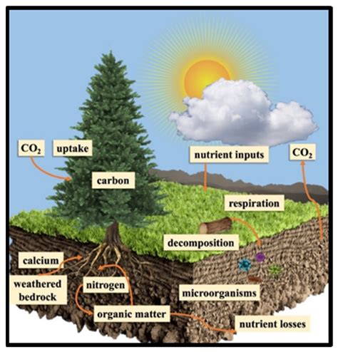 Acacia Tree Root System