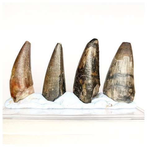 Sarcosuchus Vs Megalodon