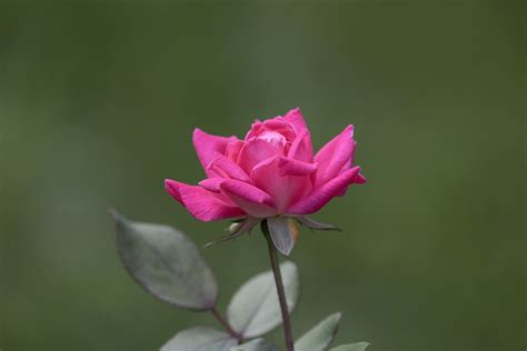 M S De Im Genes Gratis De Fondo Rosa Windows Y Flor Rosa Pixabay