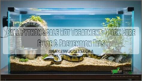 Ball Python Scale Rot Treatment Quick Cure Guide And Prevention Tips