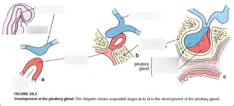 Endocrine System Histology Diagram Quizlet