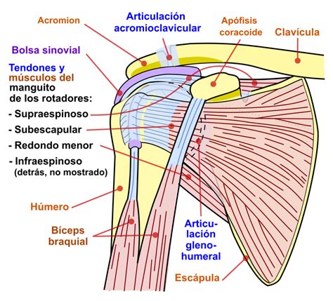 Medios De UniÓn De La ArticulaciÓn Glenohumeral Blog De Fisioterapia