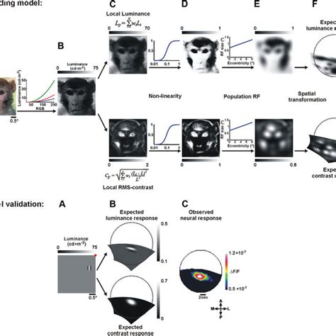 Computing The Expected Neural Response Top A Example Of A Visual