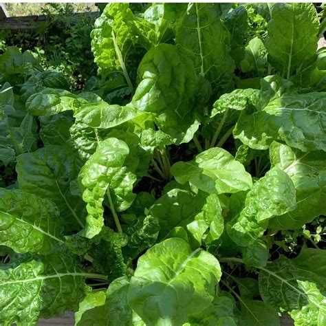 Gardening Off The Grid An Off Grid Life