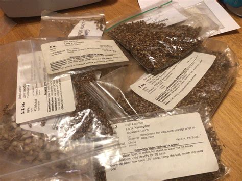 3 Types Of Larch Tree Seeds Larix Genus Per Order Randomly Chosen Treeseedman Com Tree