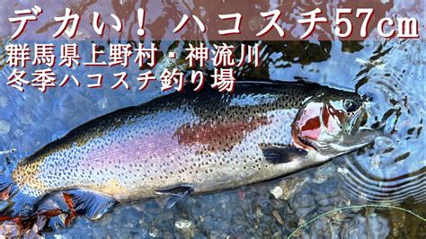 デカい！57㎝！ ハコスチ Vs テンカラ釣り【群馬県・上野村・神流川】冬季ハコスチ釣り場（渓流釣り） Youtube