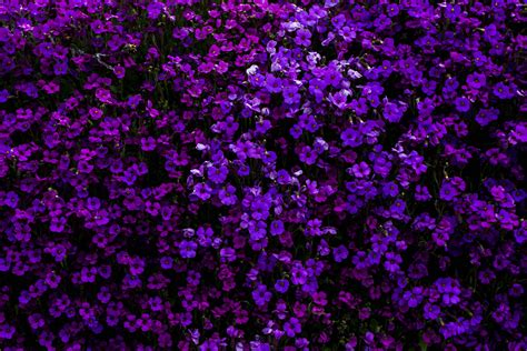 Beautiful Purple Flower Wallpapers For Desktop