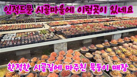 시골길따라 마주친 묵은둥이 다육식물 매장 여기저기 보물들이 숨어있는곳 각종 다육식물이 한가득 묵둥이 창 하월시아 코너 선인장 두둘레야 다육이정원 달콤한총각다육