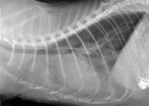 Respiratory Infections Cornell University College Of Veterinary Medicine