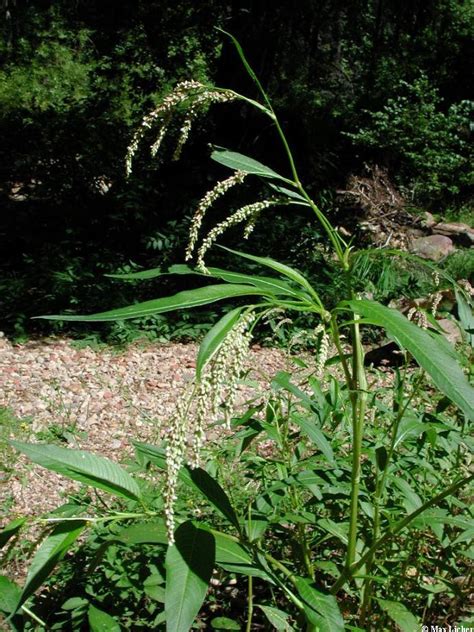 Seinet Portal Network Image Details 11020