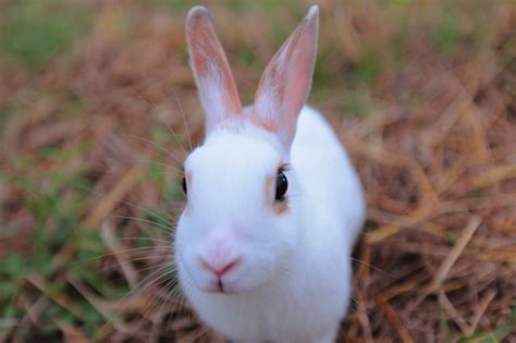 Common Eye Colors For Rabbits
