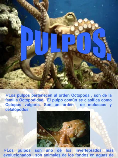 Pulpos Pdf Pulpo Naturaleza
