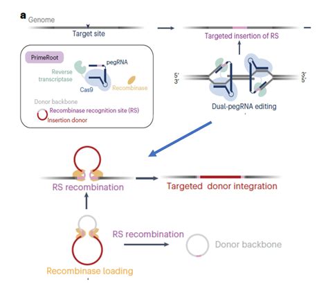 Precise Integration Of Large Dna Sequences In Plant Genomes Using Primeroot Editors Plantae