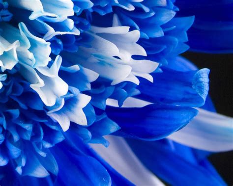 Royal Blue Flowers Hd Wallpapers Top Free Royal Blue Flowers Hd