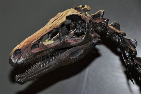 Troodon Paleontology World
