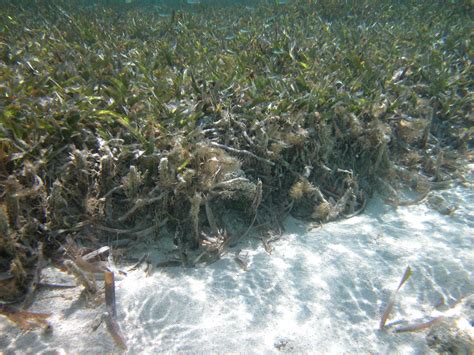 Thalassia Sp Smithsonian Institution