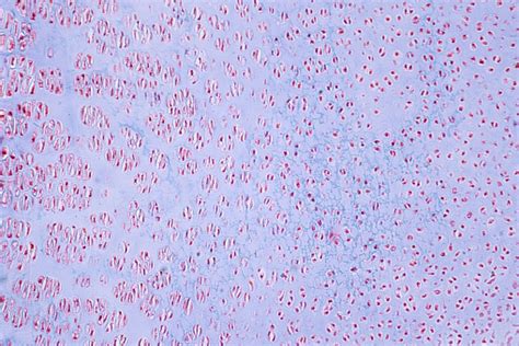 교육 조직학에 대 한 현미경 보기 아래 횡단면 인간의 연골 뼈 건강관리와 의술에 대한 스톡 사진 및 기타 이미지 건강관리와 의술 건강한 생활방식 건축물 Istock