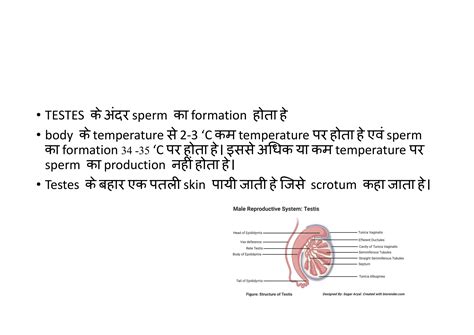 Male Reproductive System Slideshare Ppt