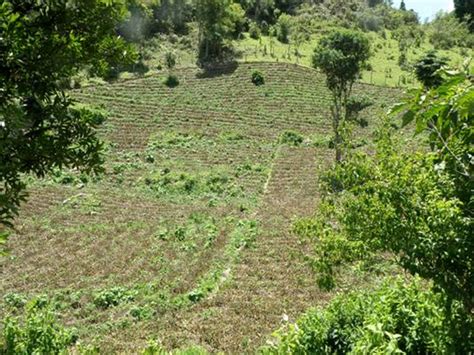 Potato Zebra Chip Disease Associated With A New Psyllid Borne Bacterium