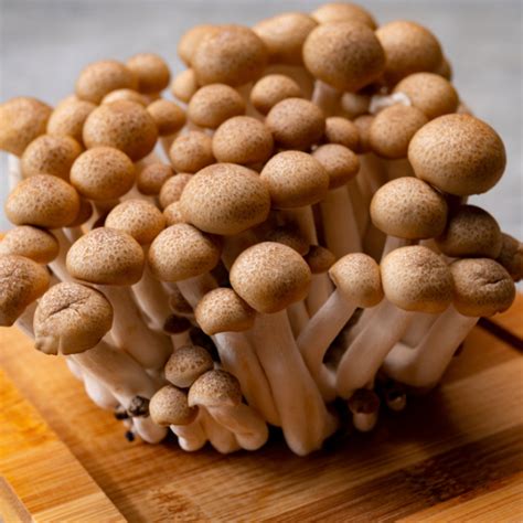 Beech Mushroom Growing Guide And Tips Farm Plastic Supply