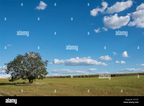 A Tree With Spring Leaves In The Middle Of A Cereal Field With Some