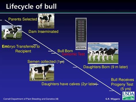 Genomic Selection In Dairy Cattle