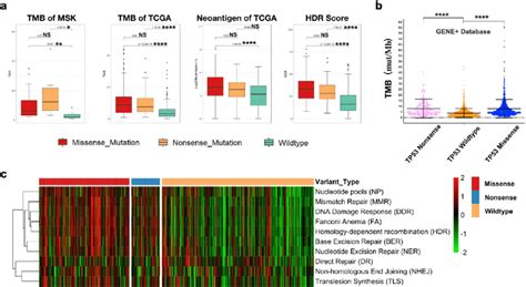 Both Tp53 Missense And Nonsense Mutations Are Associated With Elevated