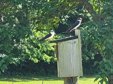 Nesting Boxes MTM Environmental