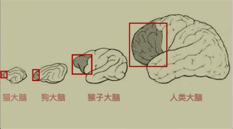 脑科学：现代人的一门重要必修课 知乎
