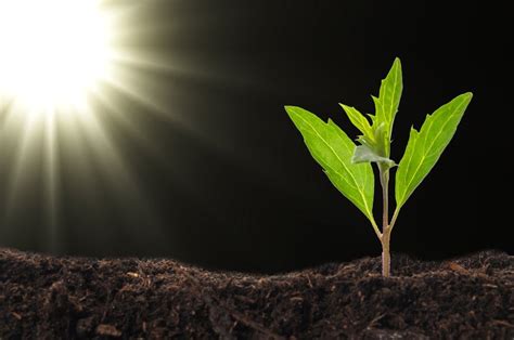 Learning About Trees And Sun Exposure Reliable Tree Care