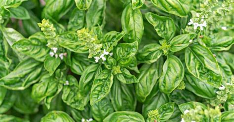 Best Ways To Prevent Basil Bolting Food Prep Guide Preserving