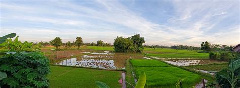 ຂາຍເບ້ຍໄມ້ສົ່ງແລະຍ່ ຂາຍເບ້ຍໄມ້ສົ່ງແລະຍ່ອຍ ແສງດາວອໍດີໂອ້