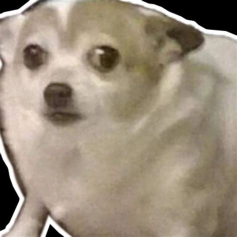 Мем с собакой 2 тыс изображений